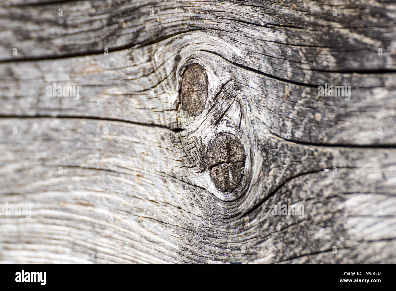 Old walnut tree trunk detail texture as natural background Stock Photo ...