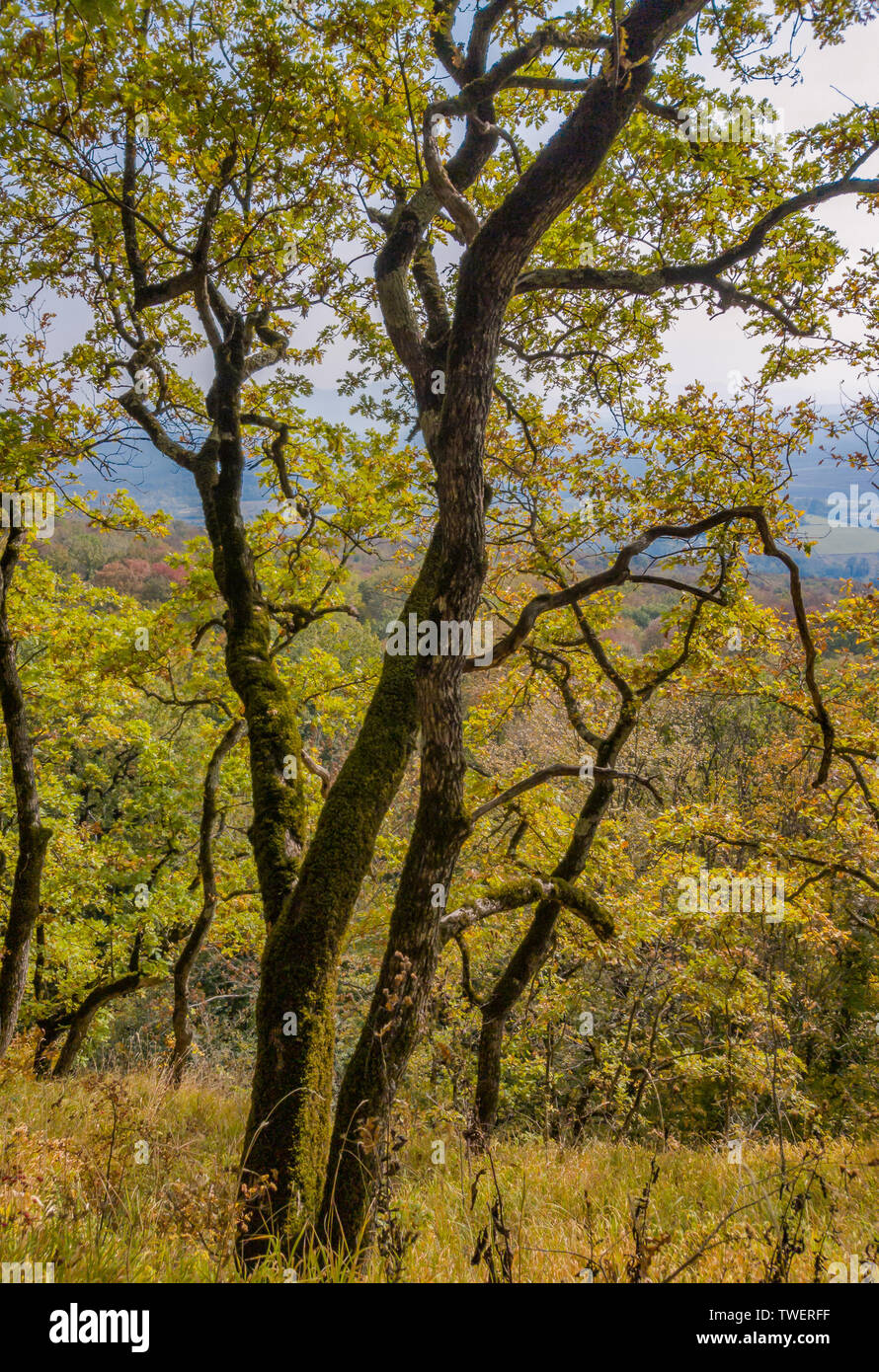 Autumn forest landscape. Old oak tree with yellow fall foliage. Mobile ...