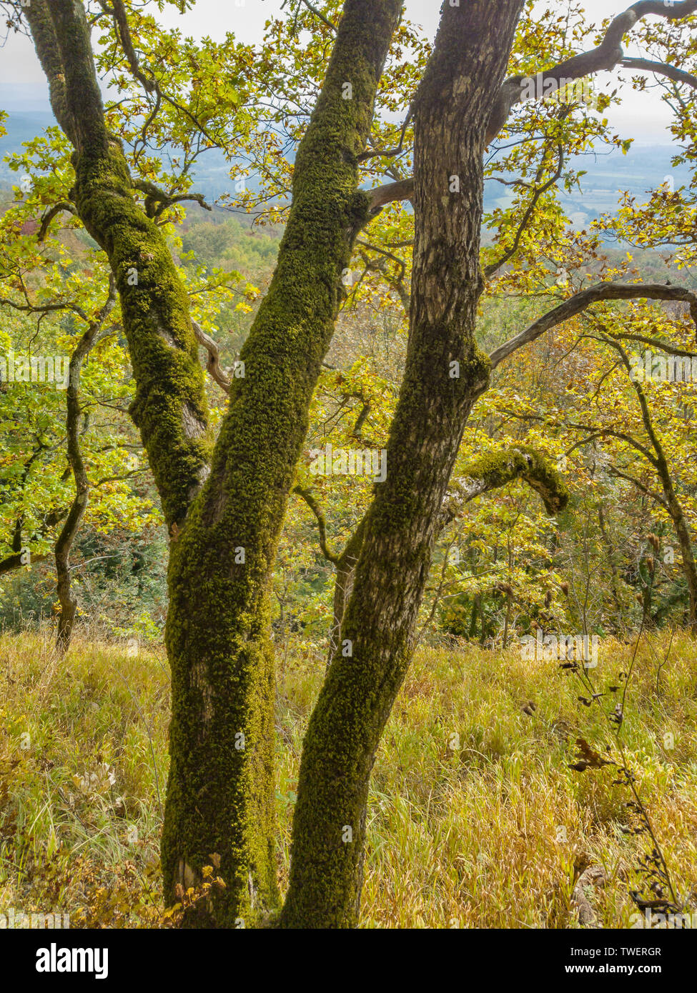 Autumn forest landscape. Old oak trees with yellow fall foliage Stock ...