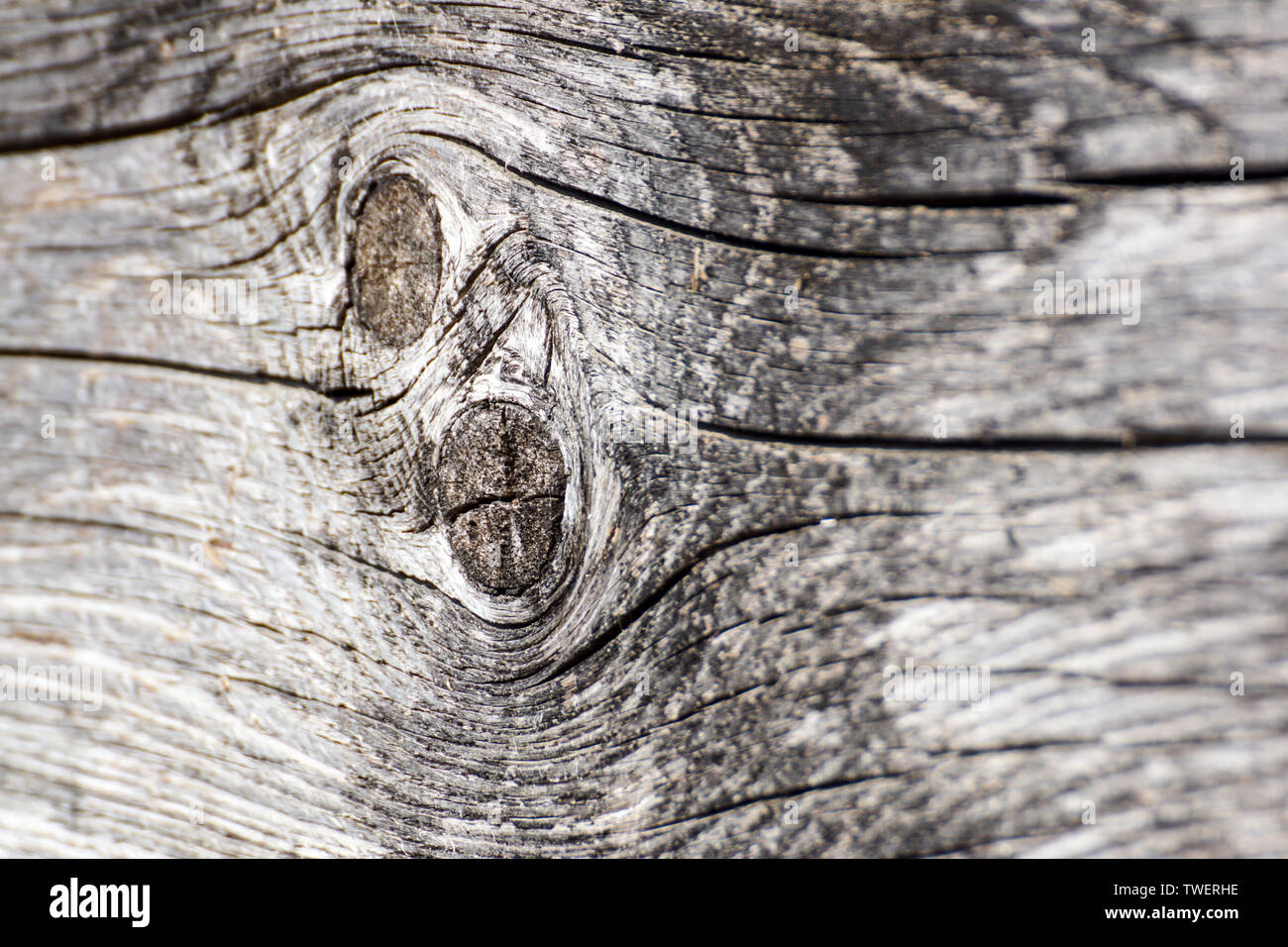 Old walnut tree trunk detail texture as natural background Stock Photo ...