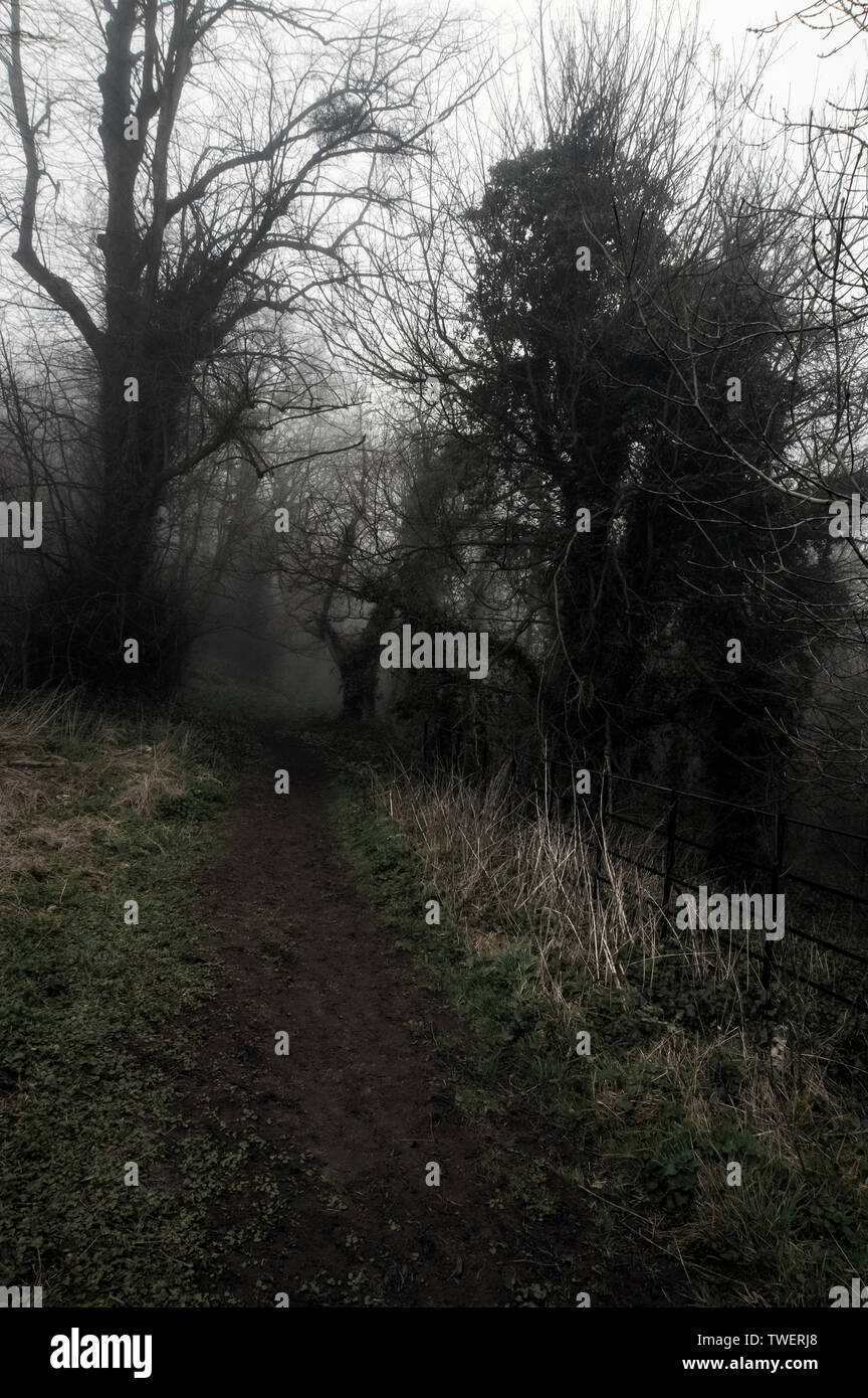 Dirt path through the woods hi-res stock photography and images - Alamy