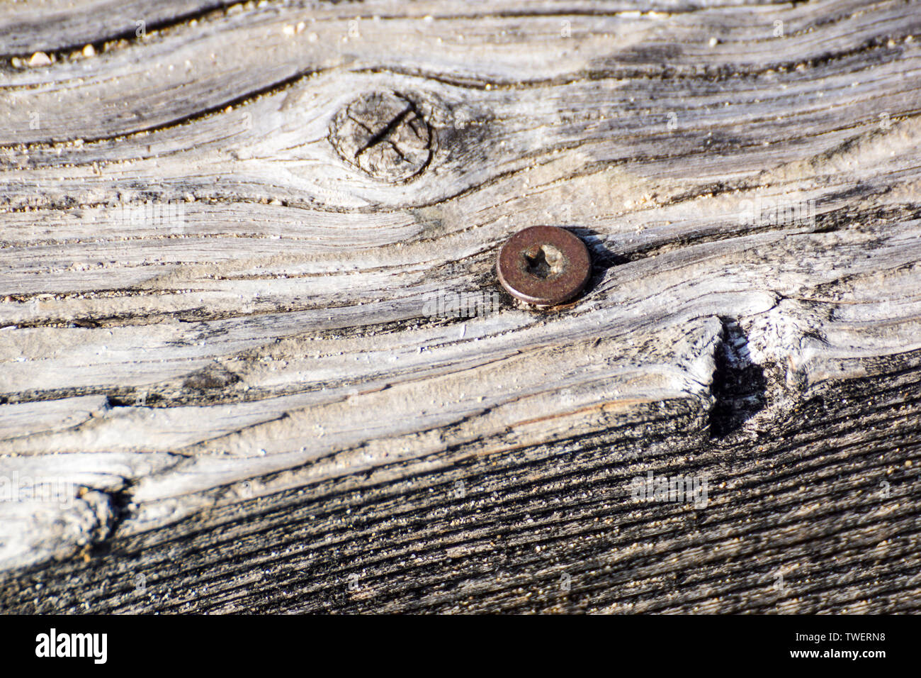 Old walnut tree trunk detail texture as natural background Stock Photo ...