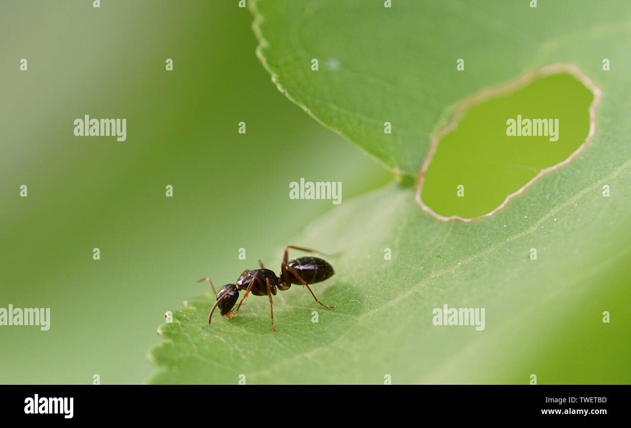 ant on leaf Stock Photo - Alamy