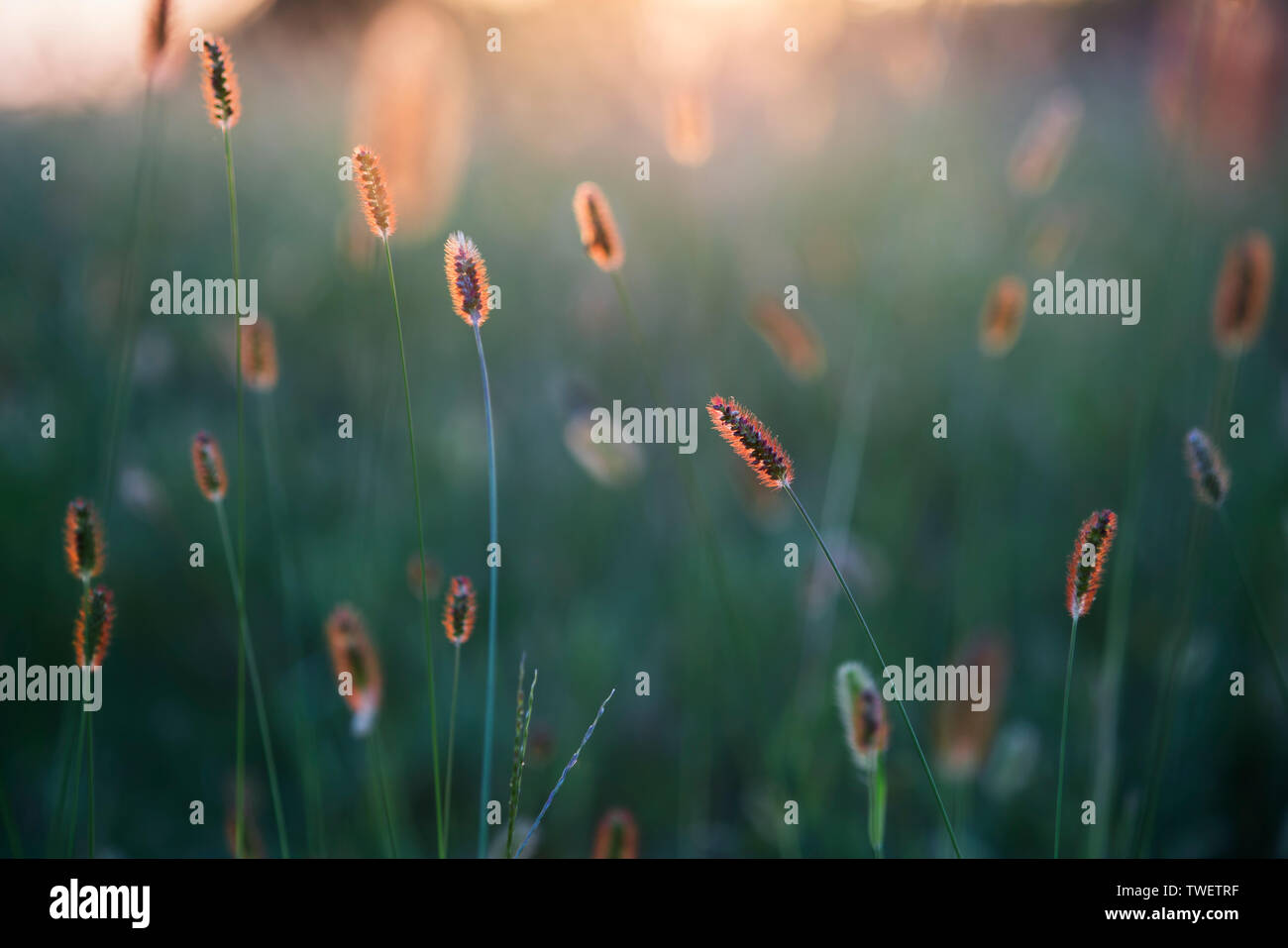 A set of photos of dog tail grass in autumn evening Stock Photo - Alamy