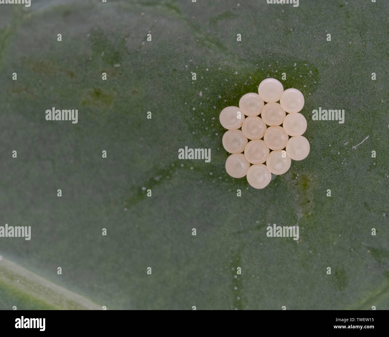 Stink aka Shield bug eggs on cabbage. Ridged cluster Stock Photo - Alamy
