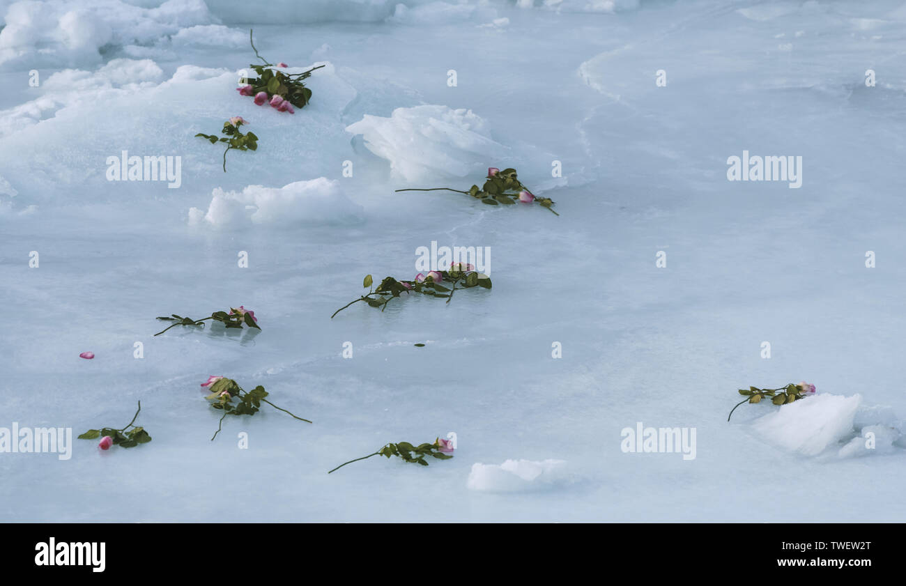 Roses lying on the ice Stock Photo - Alamy
