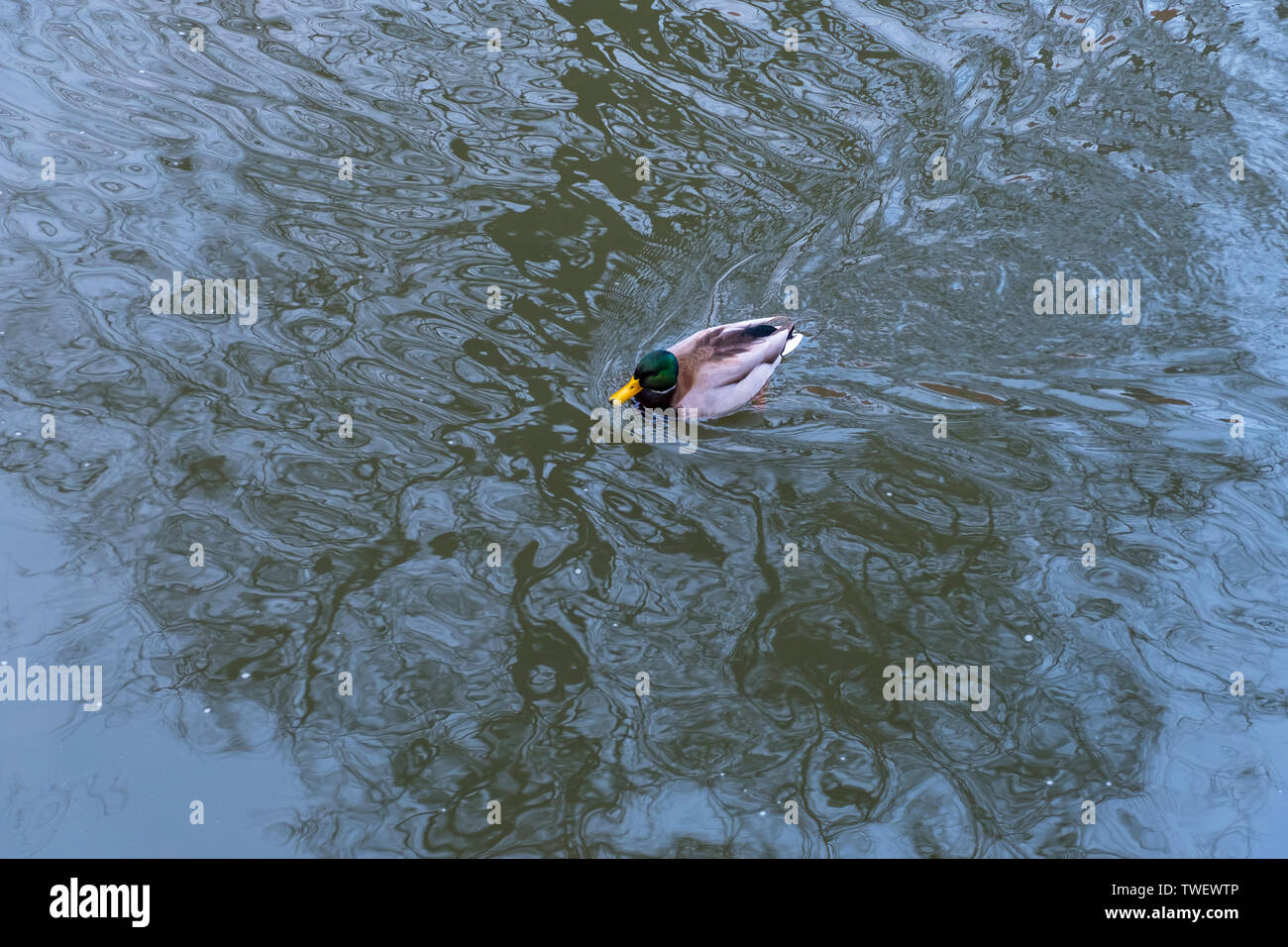 Drake floating on the river in Gdansk, Poland Stock Photo - Alamy