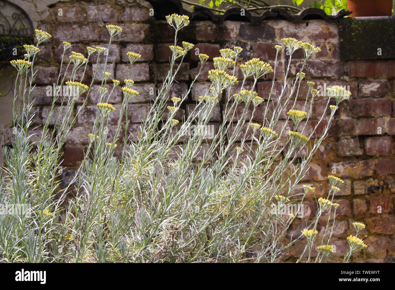 Yellow blooming curry plant (Helichrysum italicum) in german garden ...