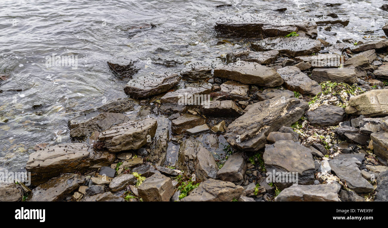 Feather and snails hi-res stock photography and images - Alamy
