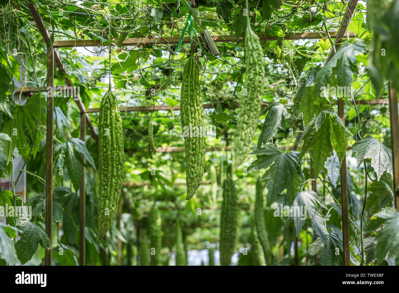 Bitter pear growing under the scaffold Stock Photo - Alamy