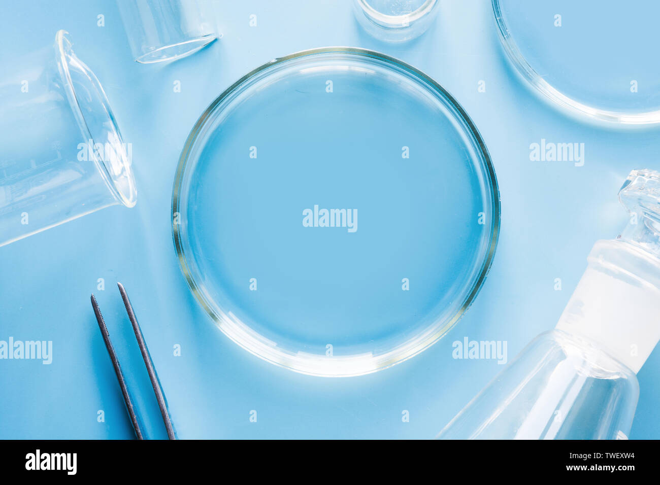 Petri dish with liquids and pincers in laboratory on blue table. Fluid ...