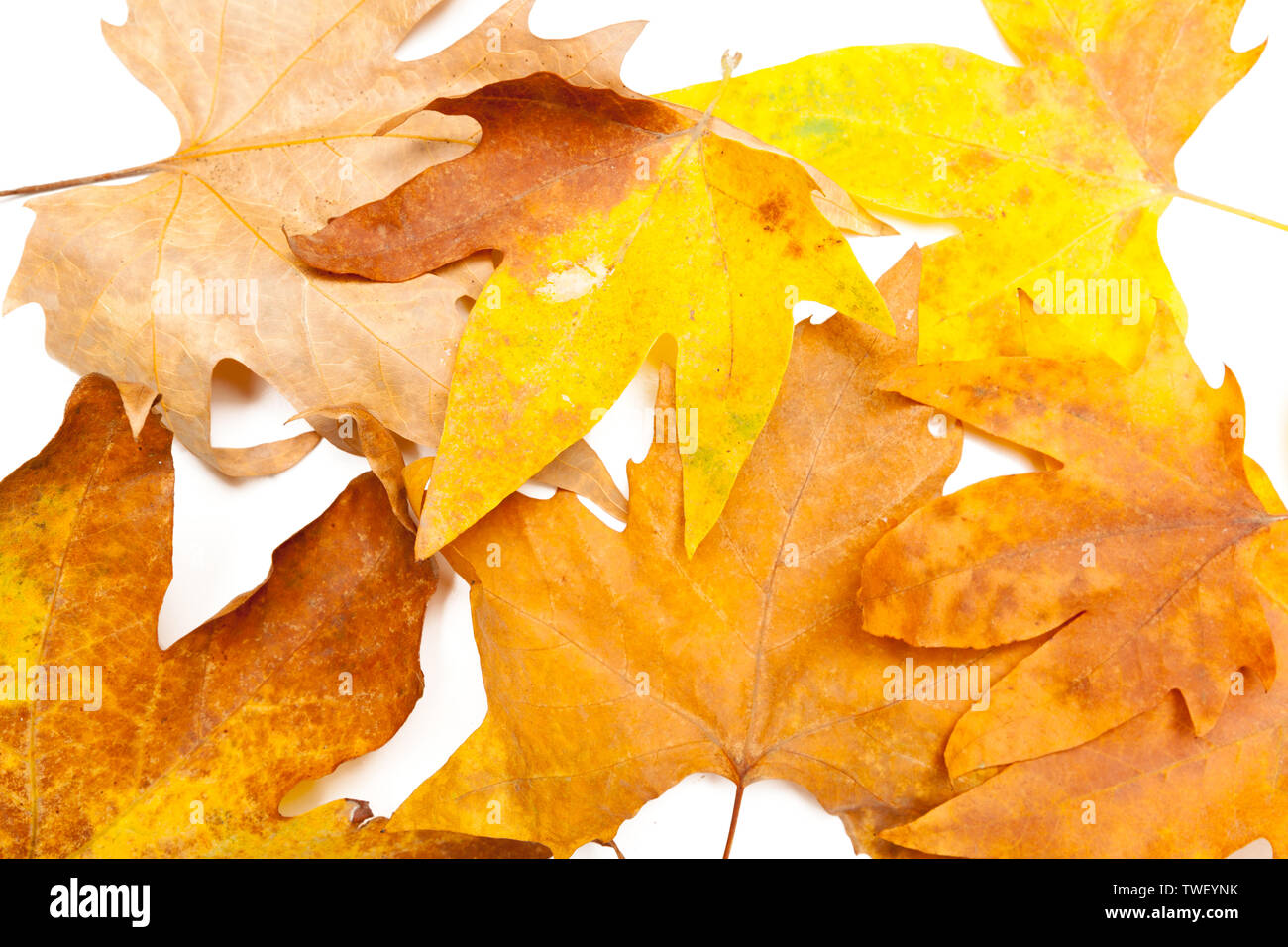 Autumn Leaves isolated on white Stock Photo - Alamy