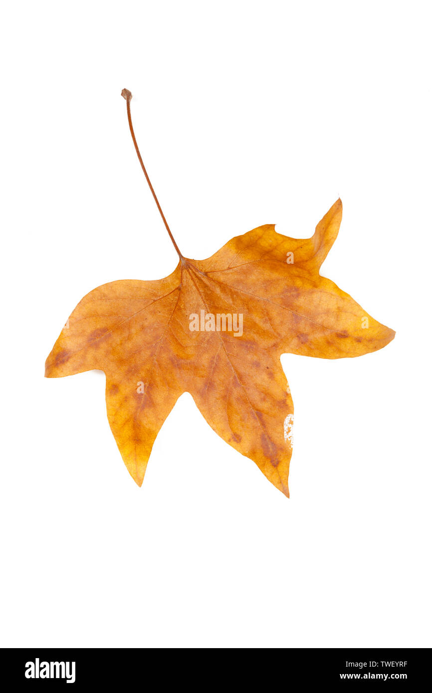 Colored fall autumn oak leaves Cut Out Stock Images & Pictures - Alamy