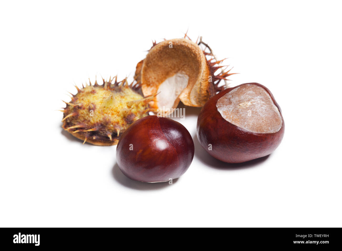 chestnut on a white background Stock Photo - Alamy