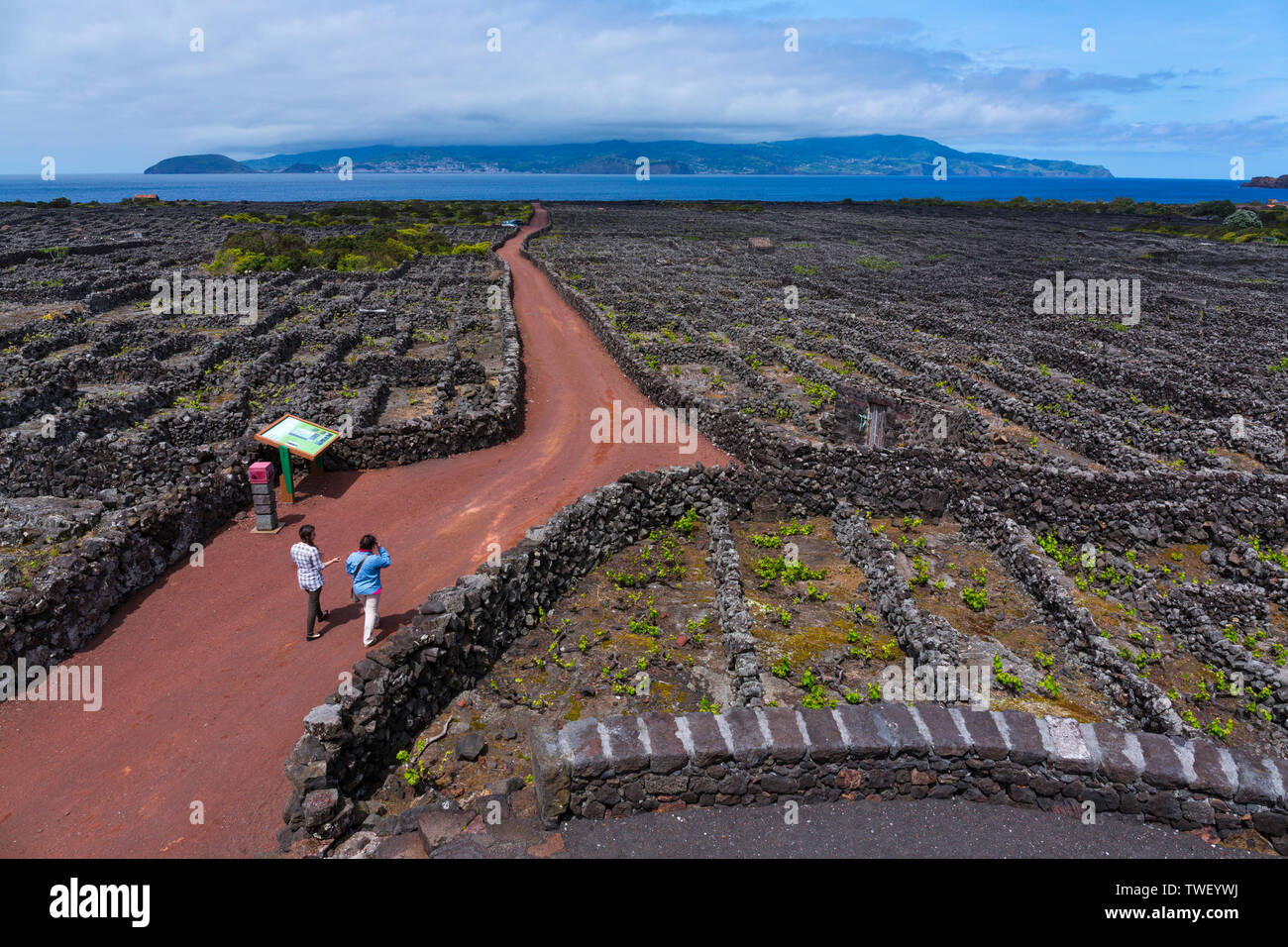 Landscape of the Pico Island Vineyard Culture has been classified by ...