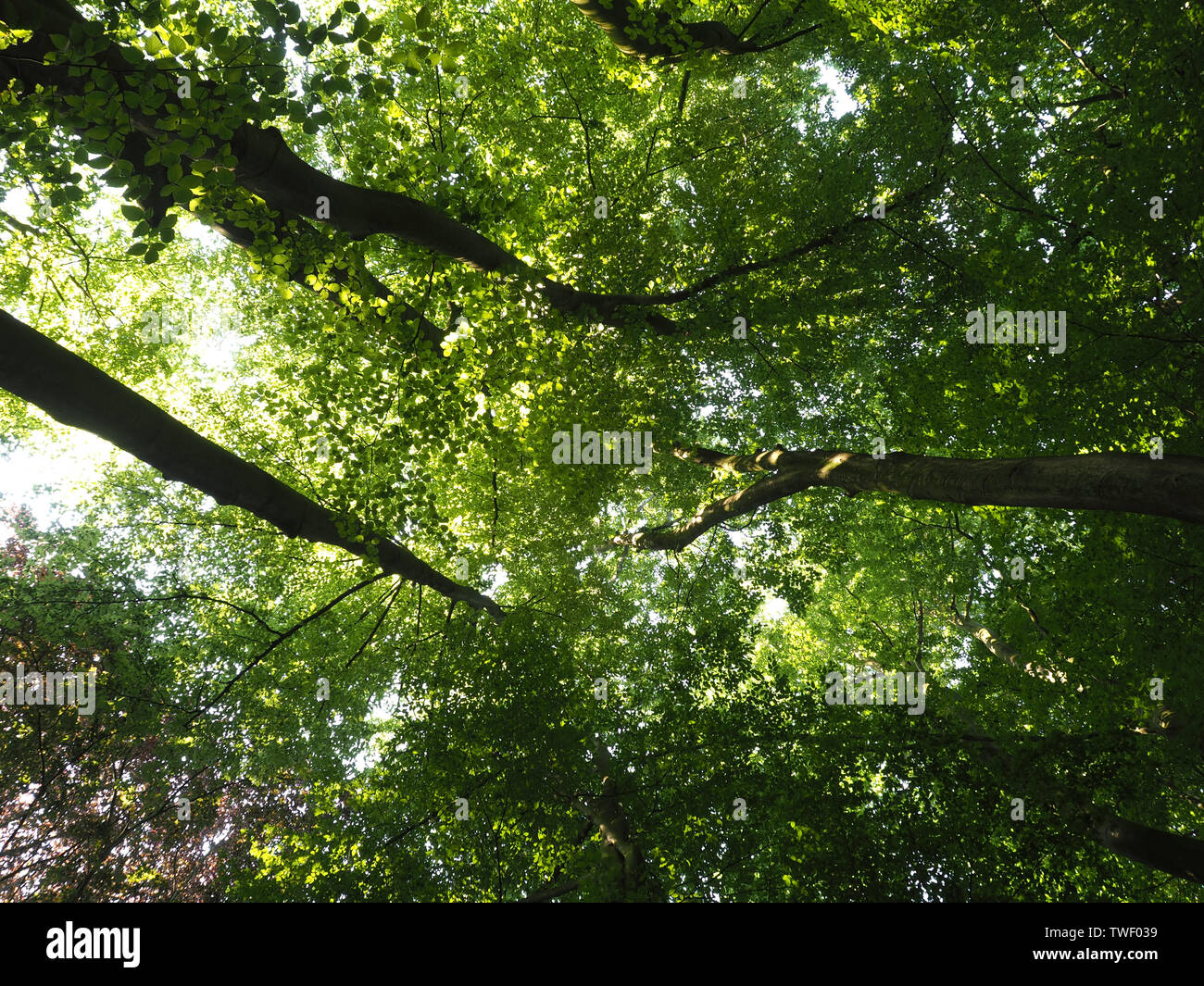 Treetops in the forest, view from below, using as natural background ...