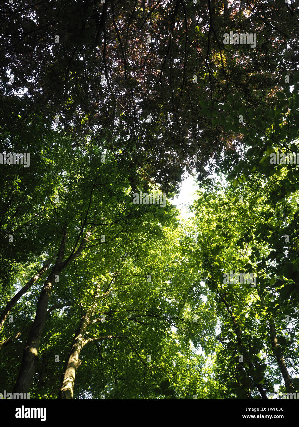 Treetops in the forest, view from below, using as natural summer ...