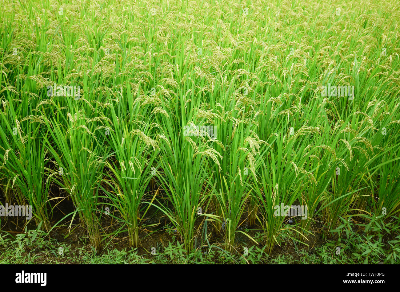 A paddy field, a large area of rice Stock Photo - Alamy