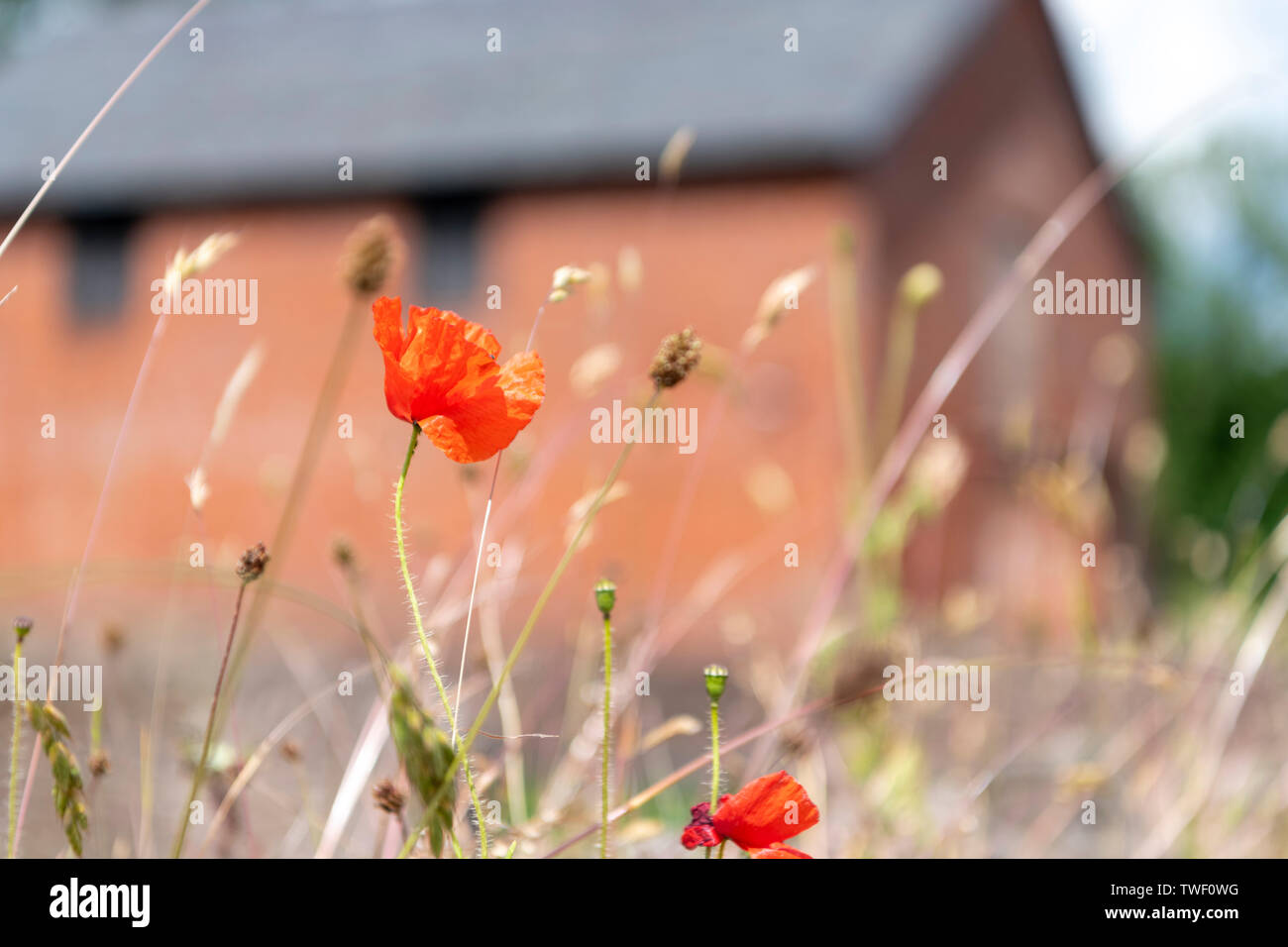 Red poppy field poppies barn hi-res stock photography and images - Alamy