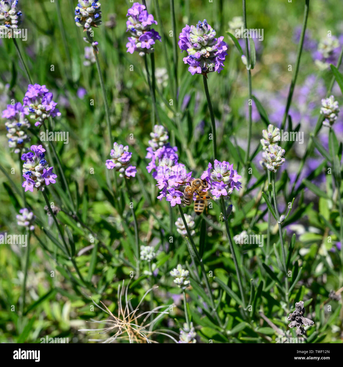 Wildlife flower purple nectar flower hi-res stock photography and ...