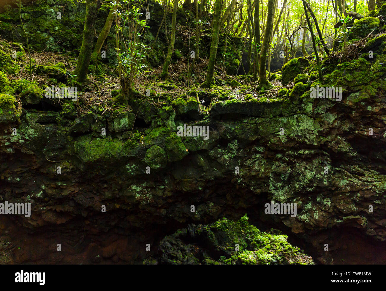 Lava cave Gruta das Torres, Municipality of Madalena, Pico Island ...