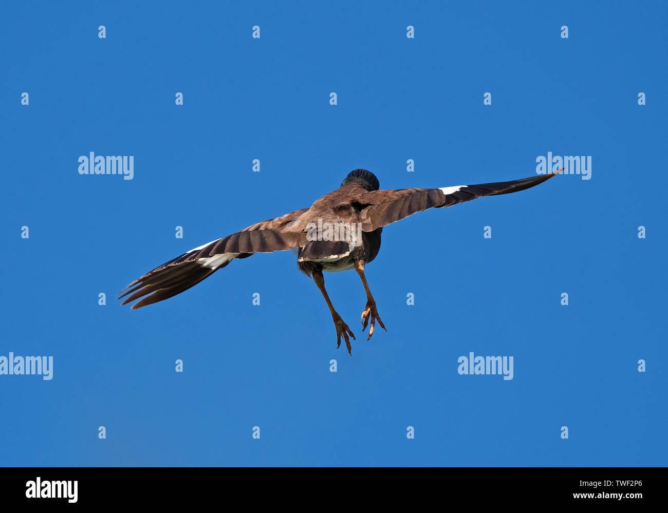 Three myna birds hi-res stock photography and images - Alamy