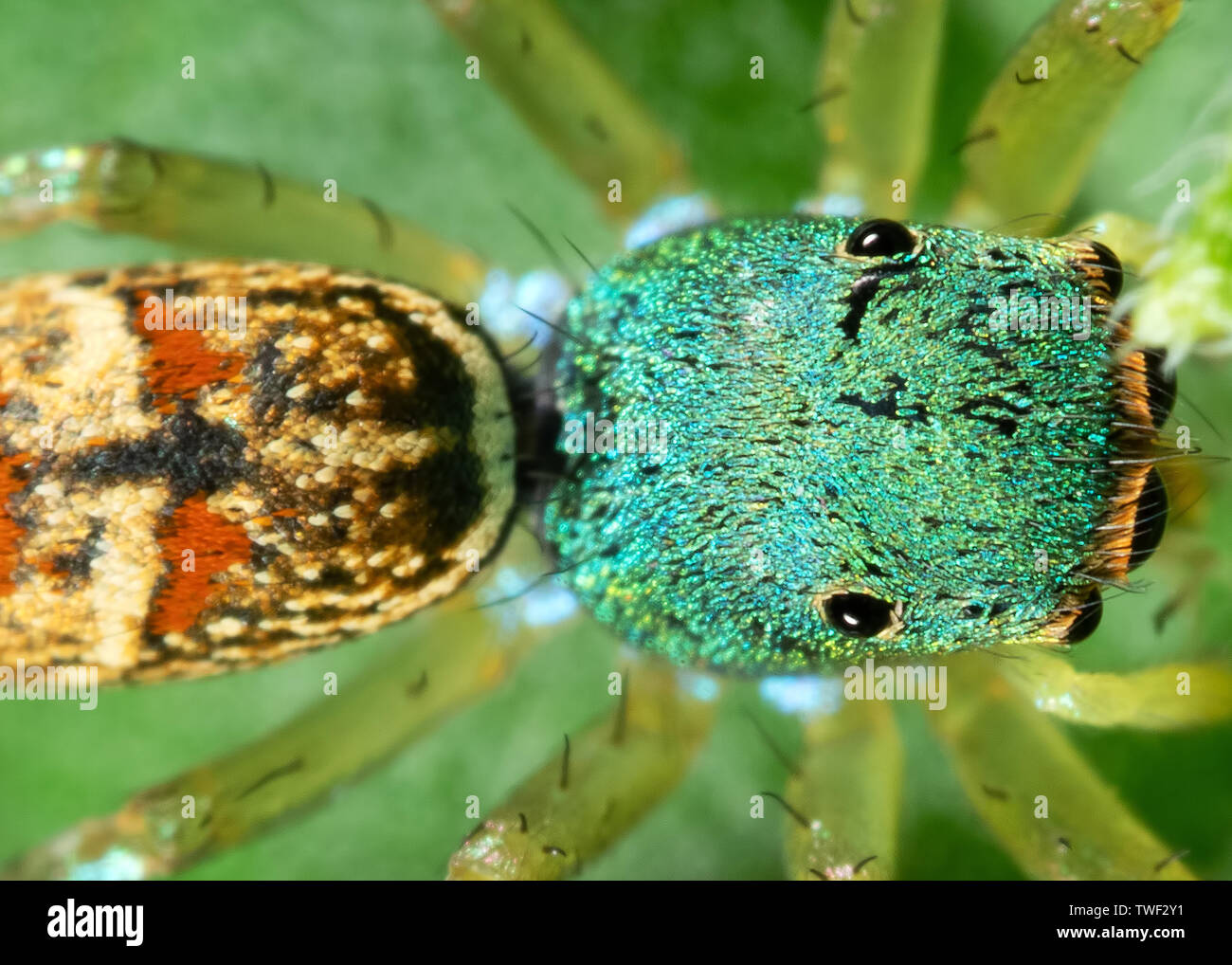 Macro Photography of Colorful Jumping Spider on Green Leaf Stock Photo ...