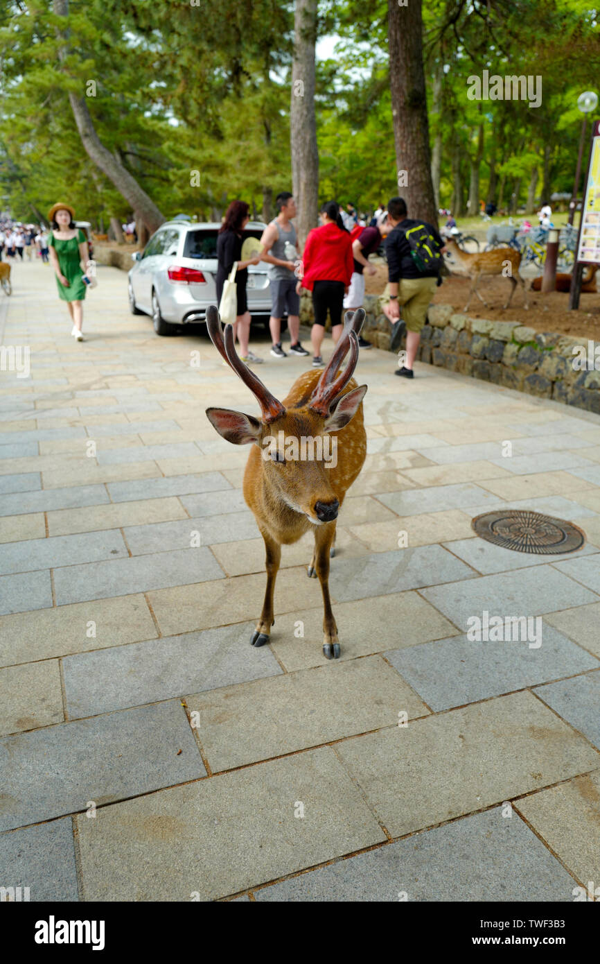 Kyoto, Japan, 31st, May, 2017. A lovely deer is walking on the ground ...