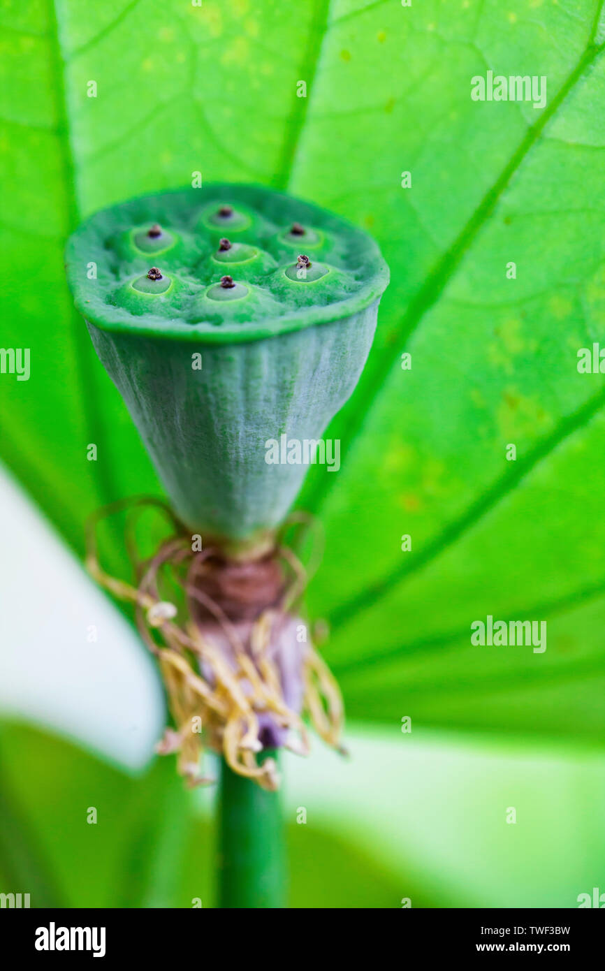 Foreign leaves and lotus flowers bloom hi-res stock photography and ...