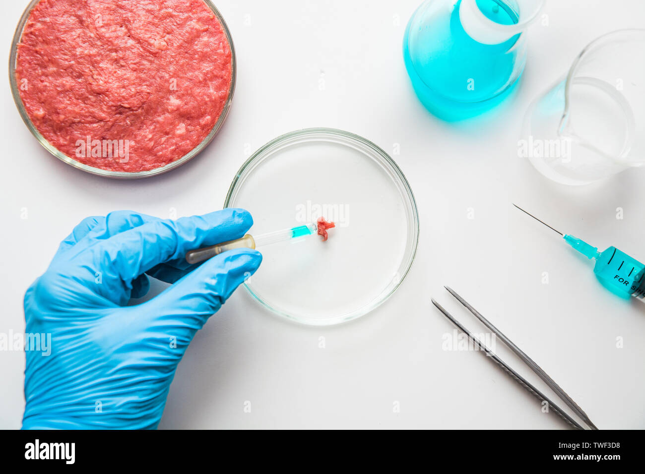 Laboratory studies of meat. Minced meat in Petri dish under the ...