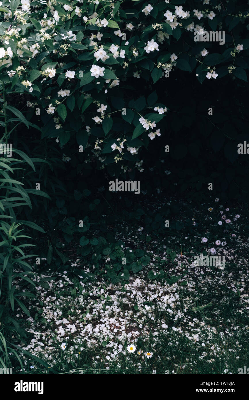 Blooming jasmine bush with falling petals. Great background Stock Photo ...