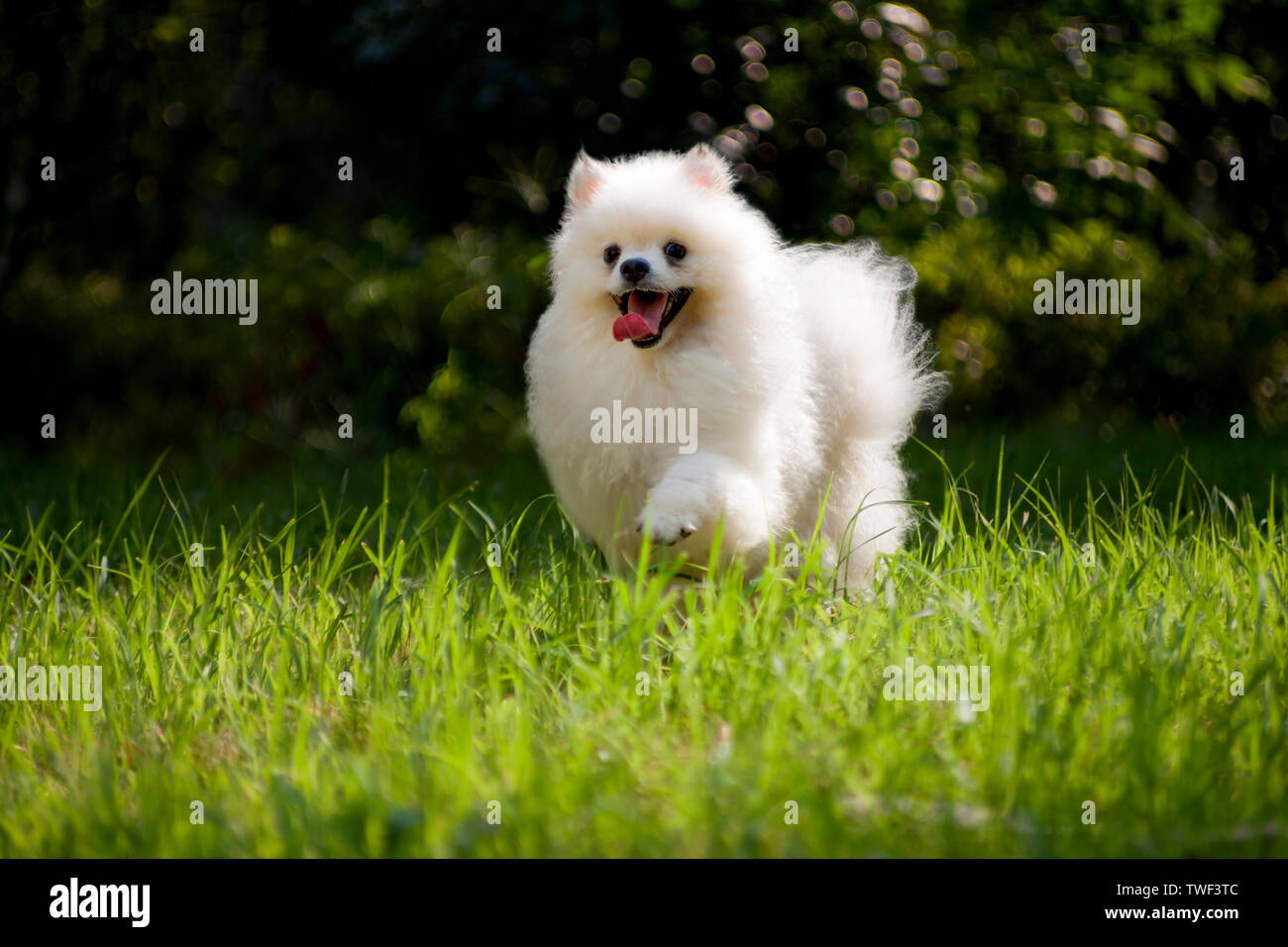 Pomey hi-res stock photography and images - Alamy