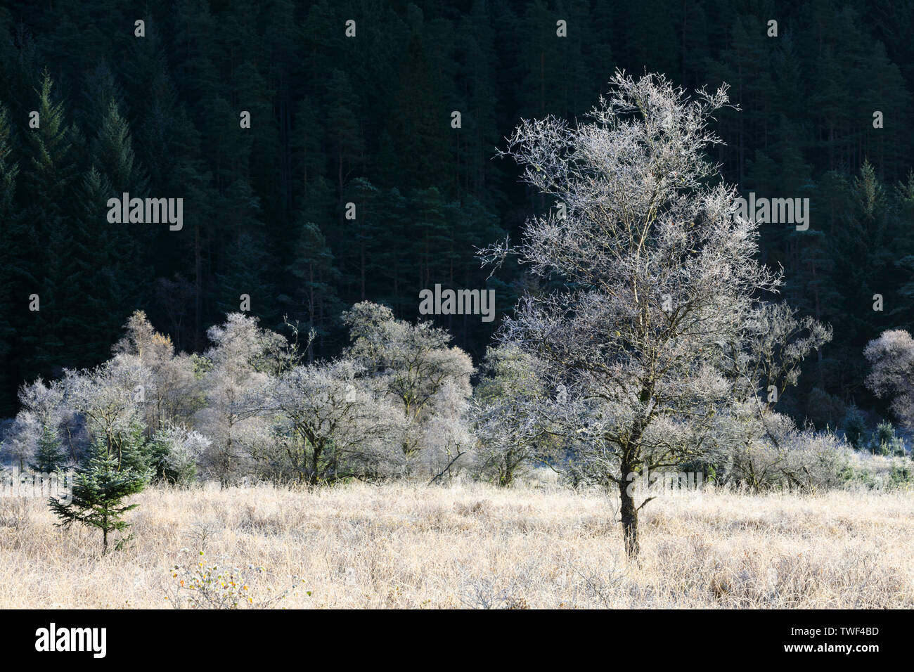 Frost covered treed hi-res stock photography and images - Alamy