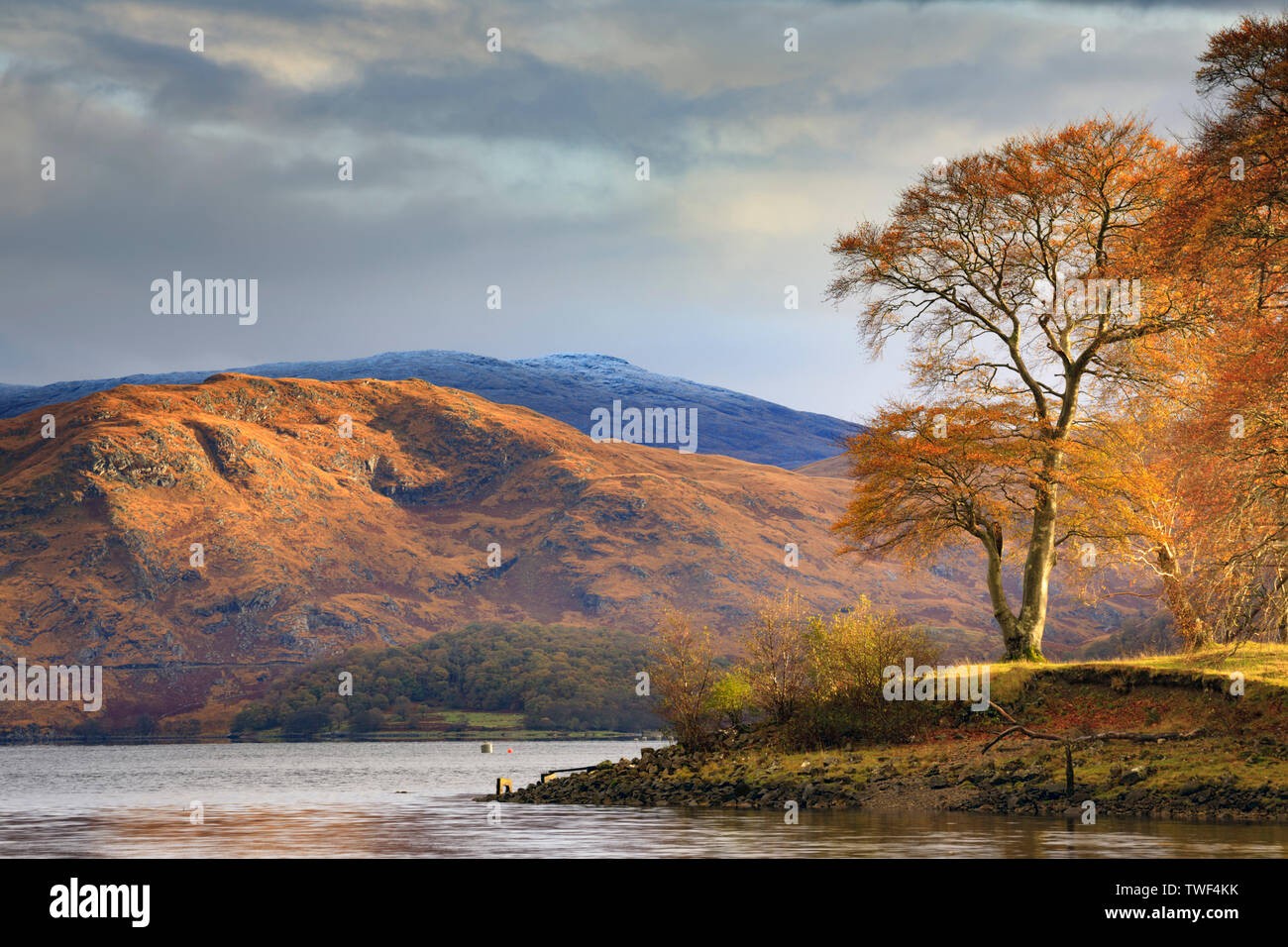 A tree captured at Taynuilt Pier on Loch Etive Stock Photo - Alamy