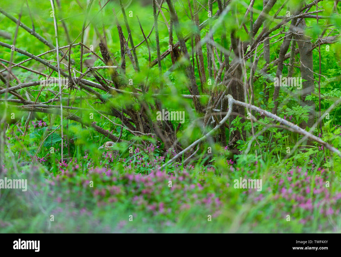 Habitat faisan hi-res stock photography and images - Alamy