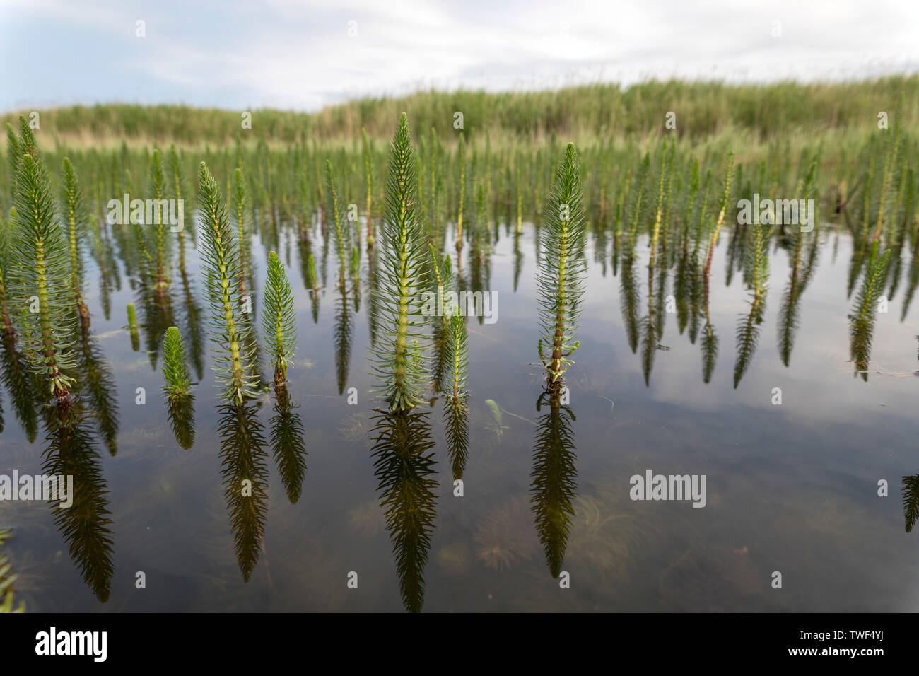 Marestail; Erigeron canadensis; Norfolk; UK Stock Photo - Alamy