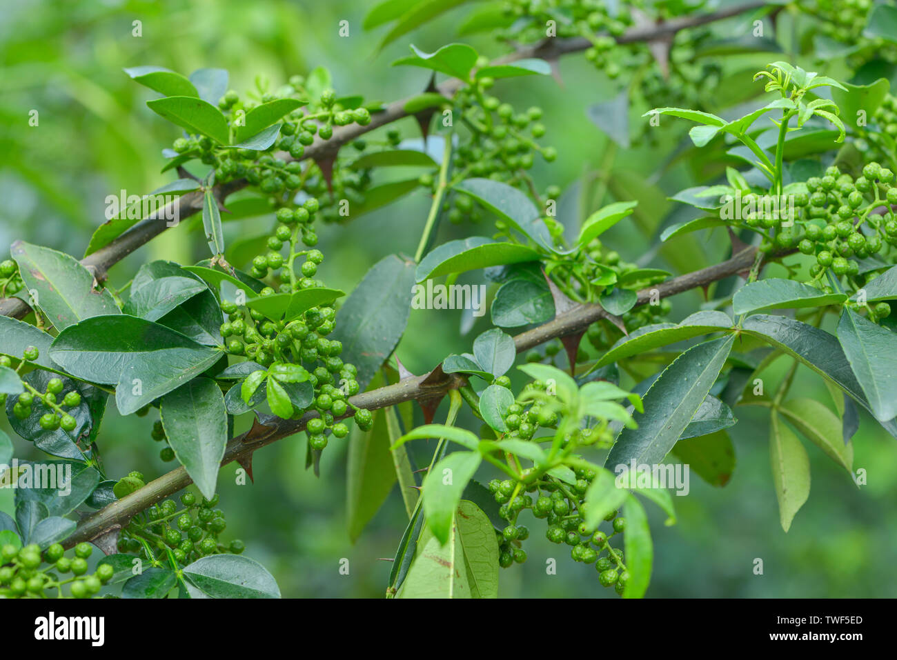 Pepper rattan pepper branch close-up HD large picture Stock Photo - Alamy