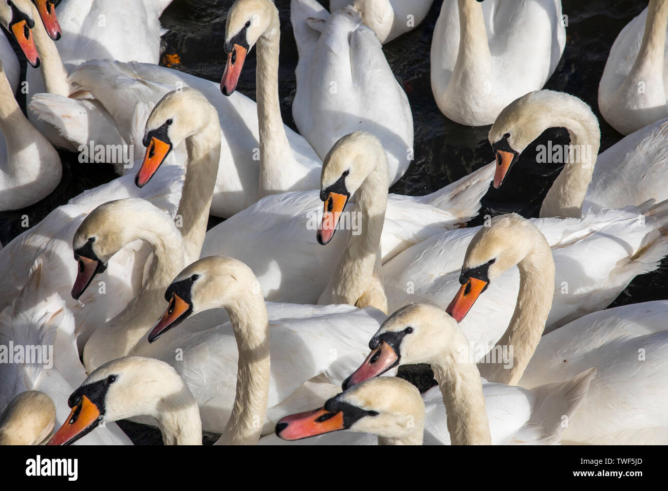 Stratford swans hi-res stock photography and images - Alamy