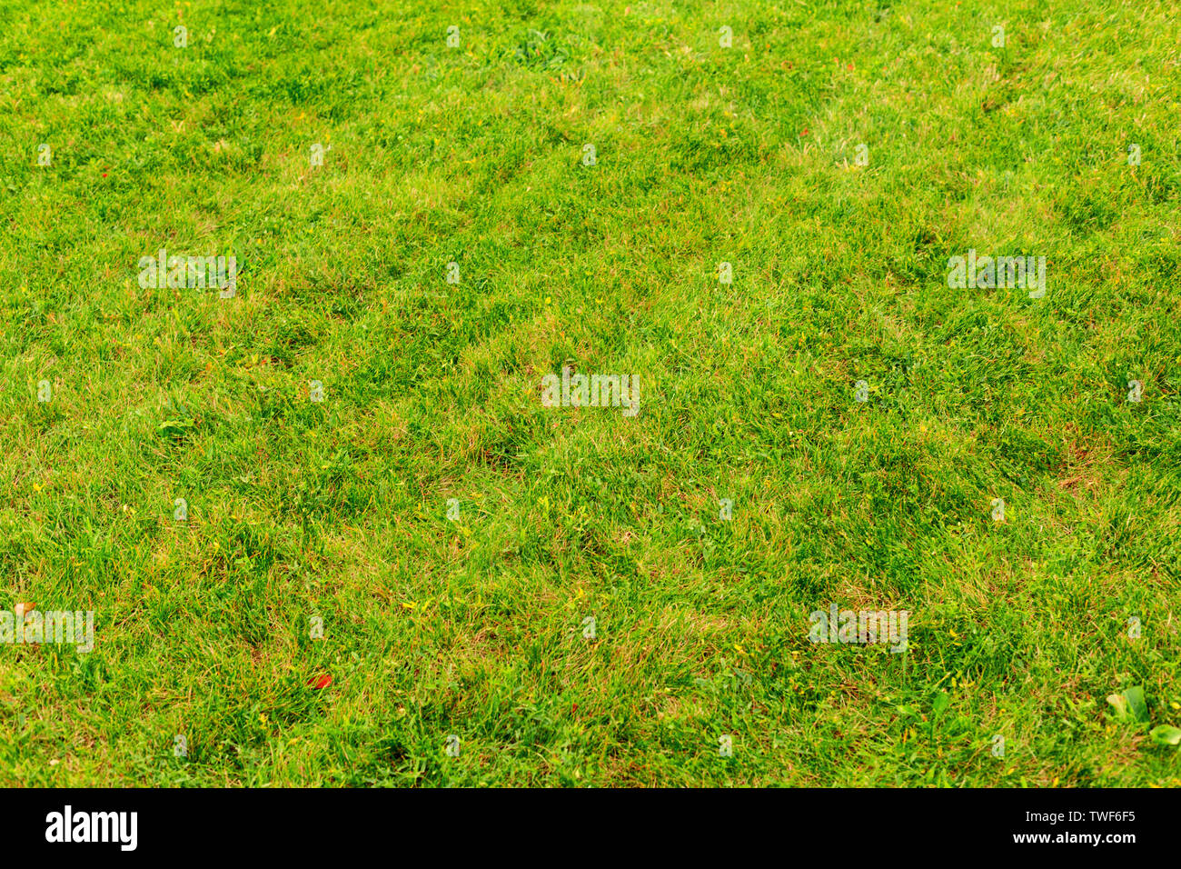Green grass background close up Stock Photo - Alamy