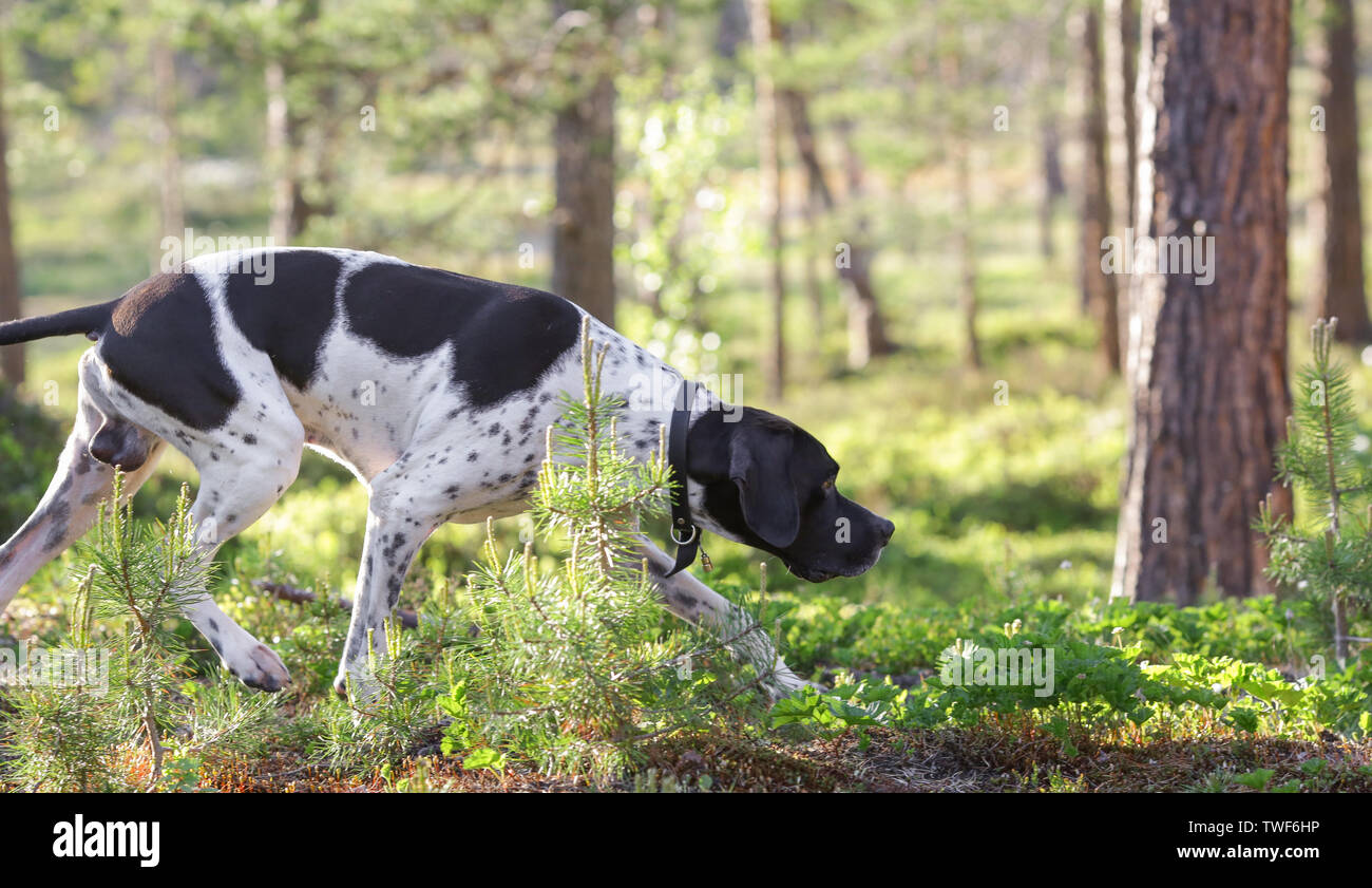 Dog english pointer hunting in the forest Stock Photo - Alamy
