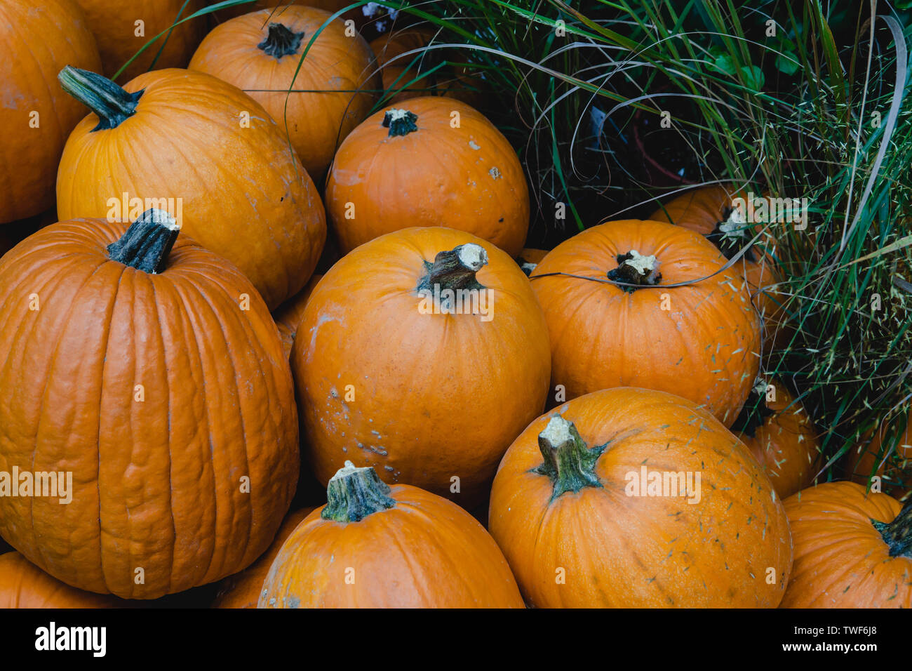 Collection of pumpkins Stock Photo - Alamy