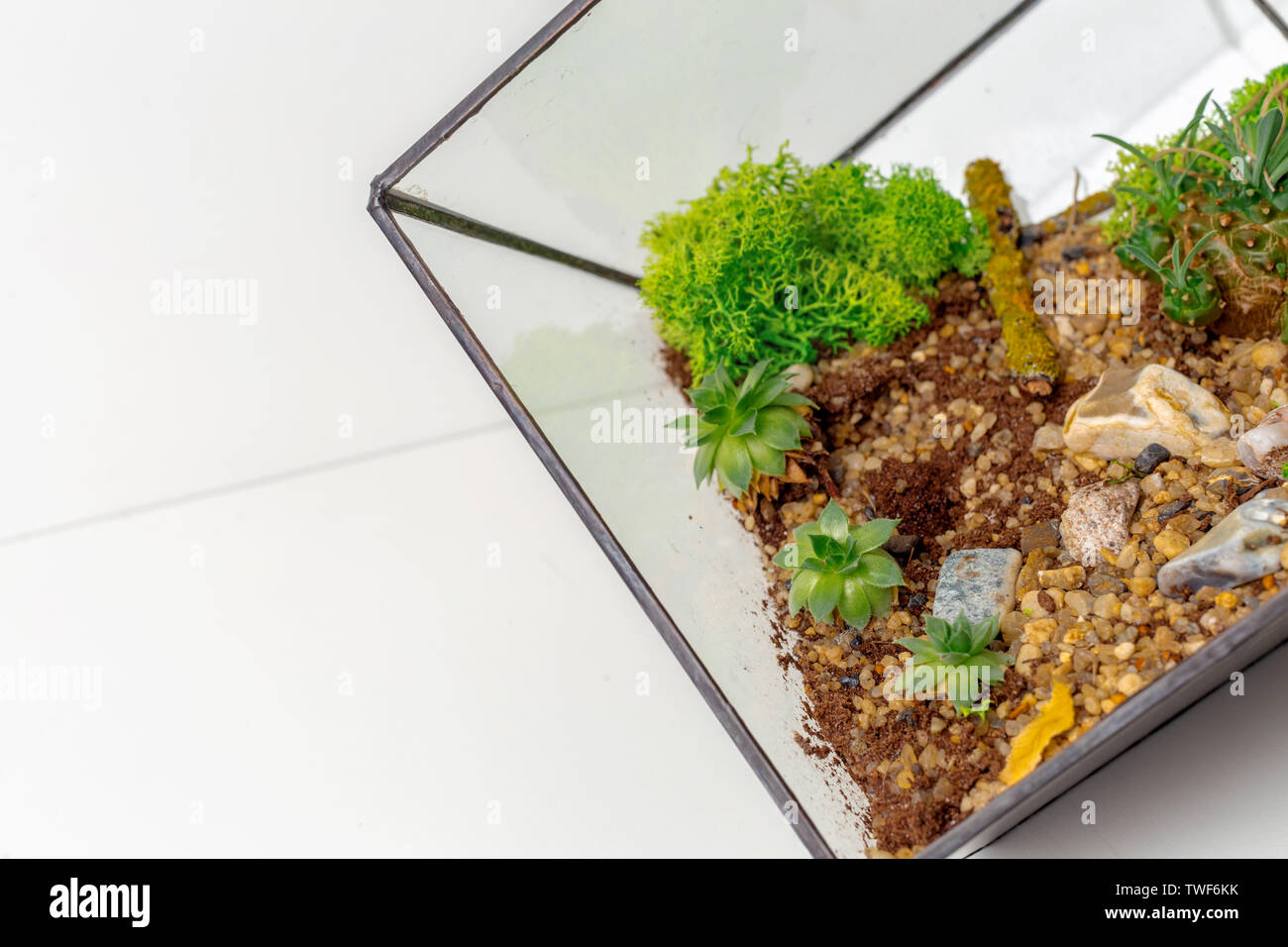Glass florarium hi-res stock photography and images - Alamy
