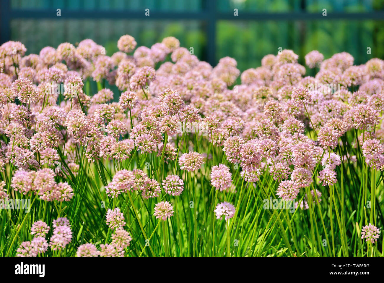Spherical flowers hi-res stock photography and images - Alamy