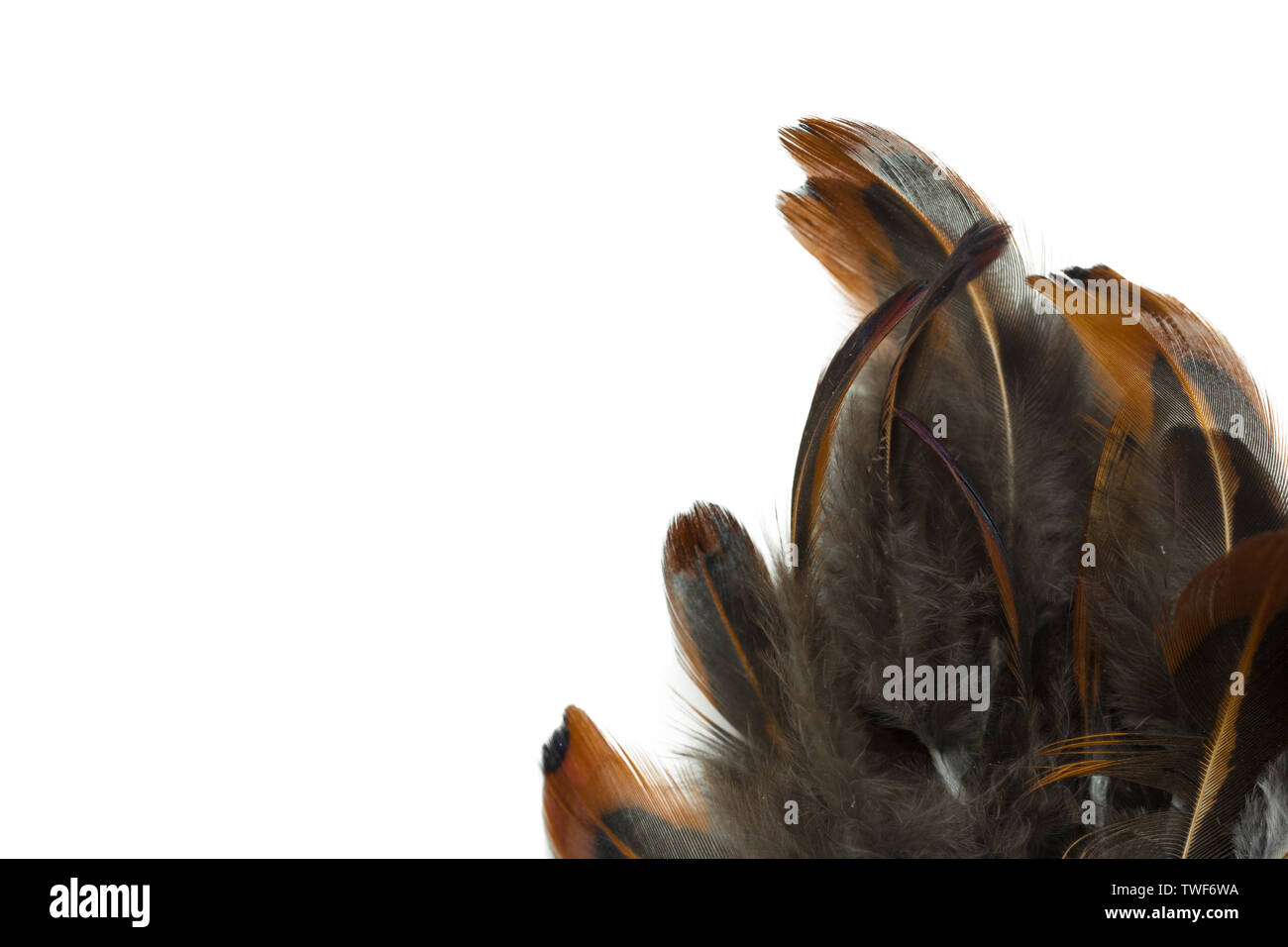 bird feather isolated on white background Stock Photo - Alamy