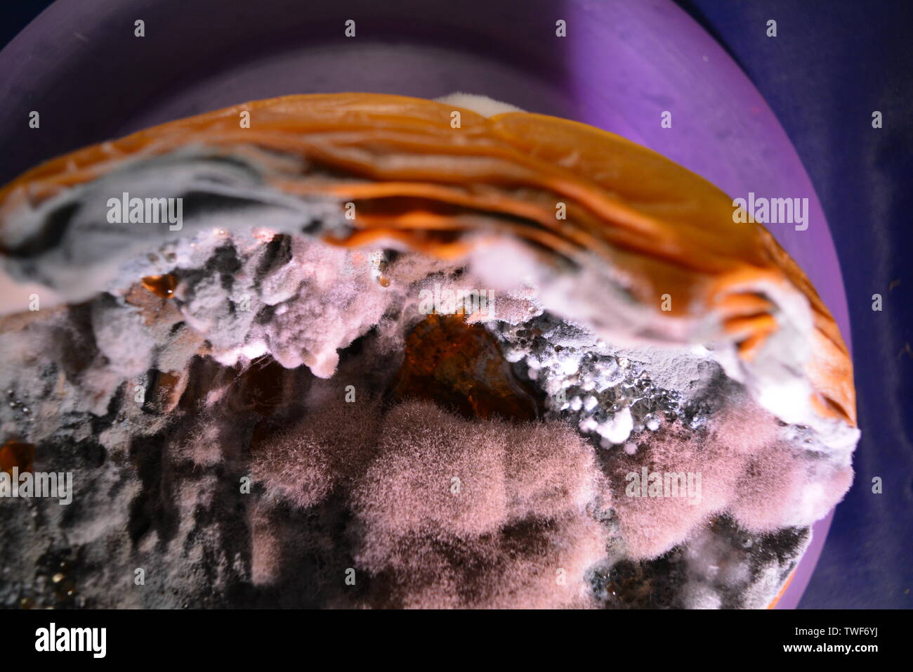 State of decay, daily sequence of the decay of a watermelon, slowly ...