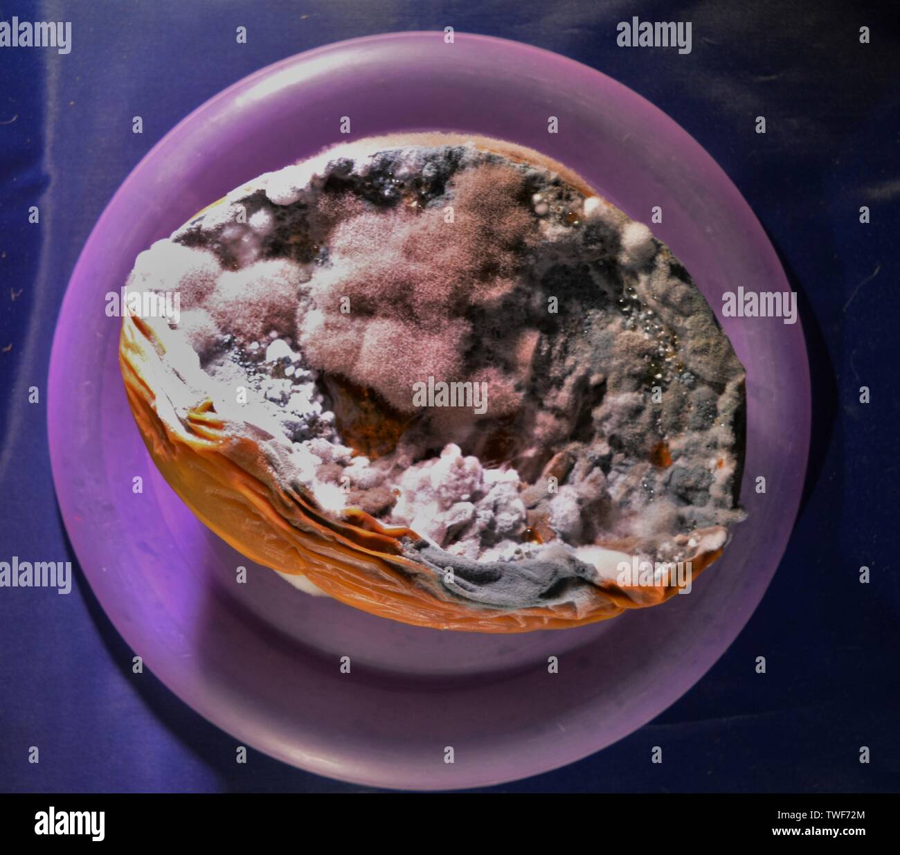 State of decay, daily sequence of the decay of a watermelon, slowly ...