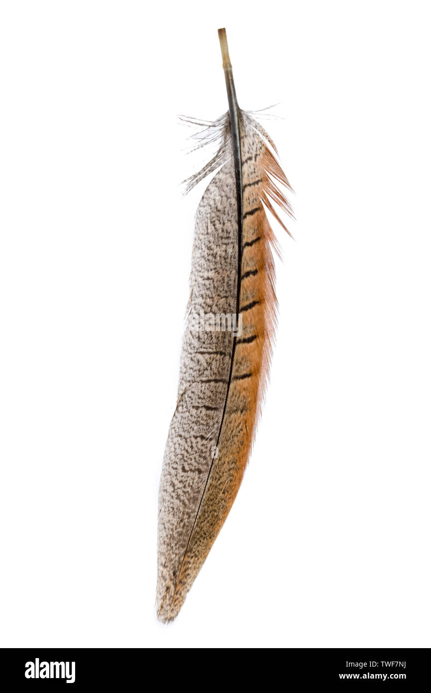 bird feather isolated on white background Stock Photo - Alamy