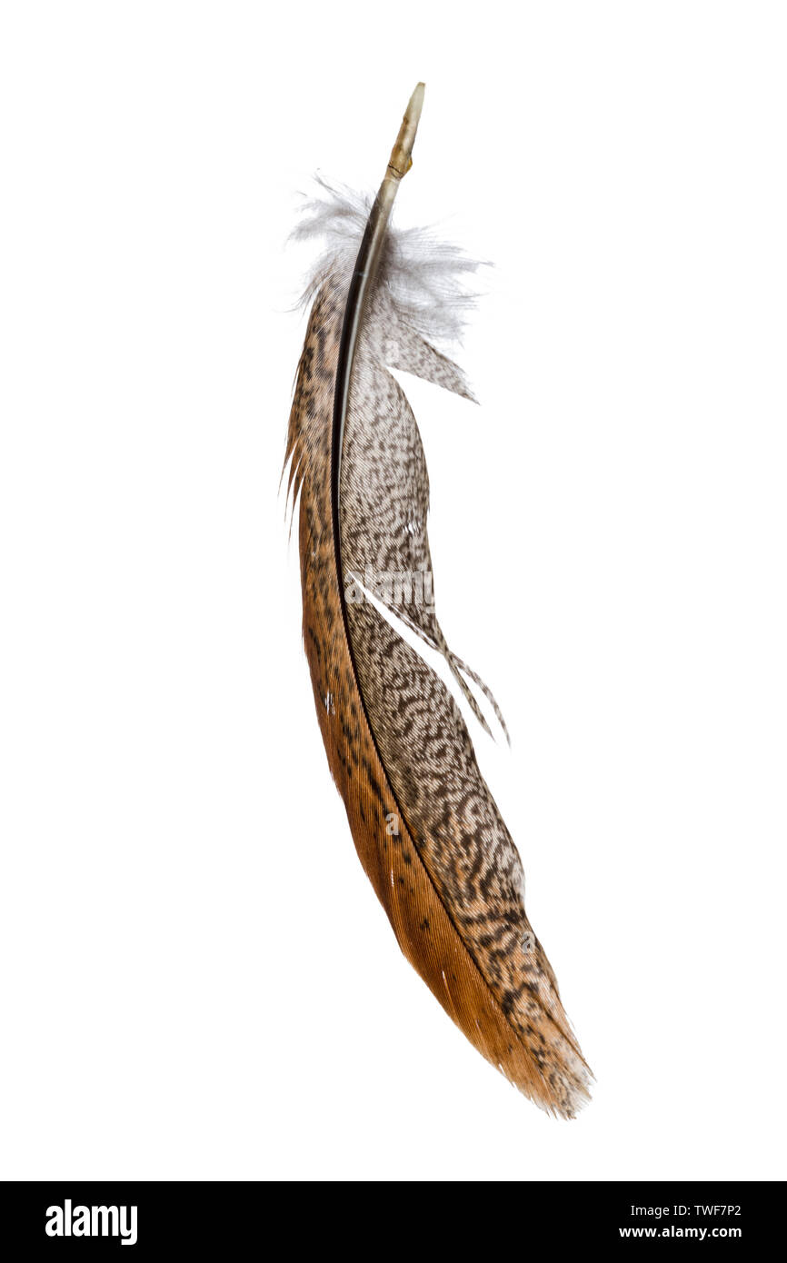 bird feather isolated on white background Stock Photo - Alamy