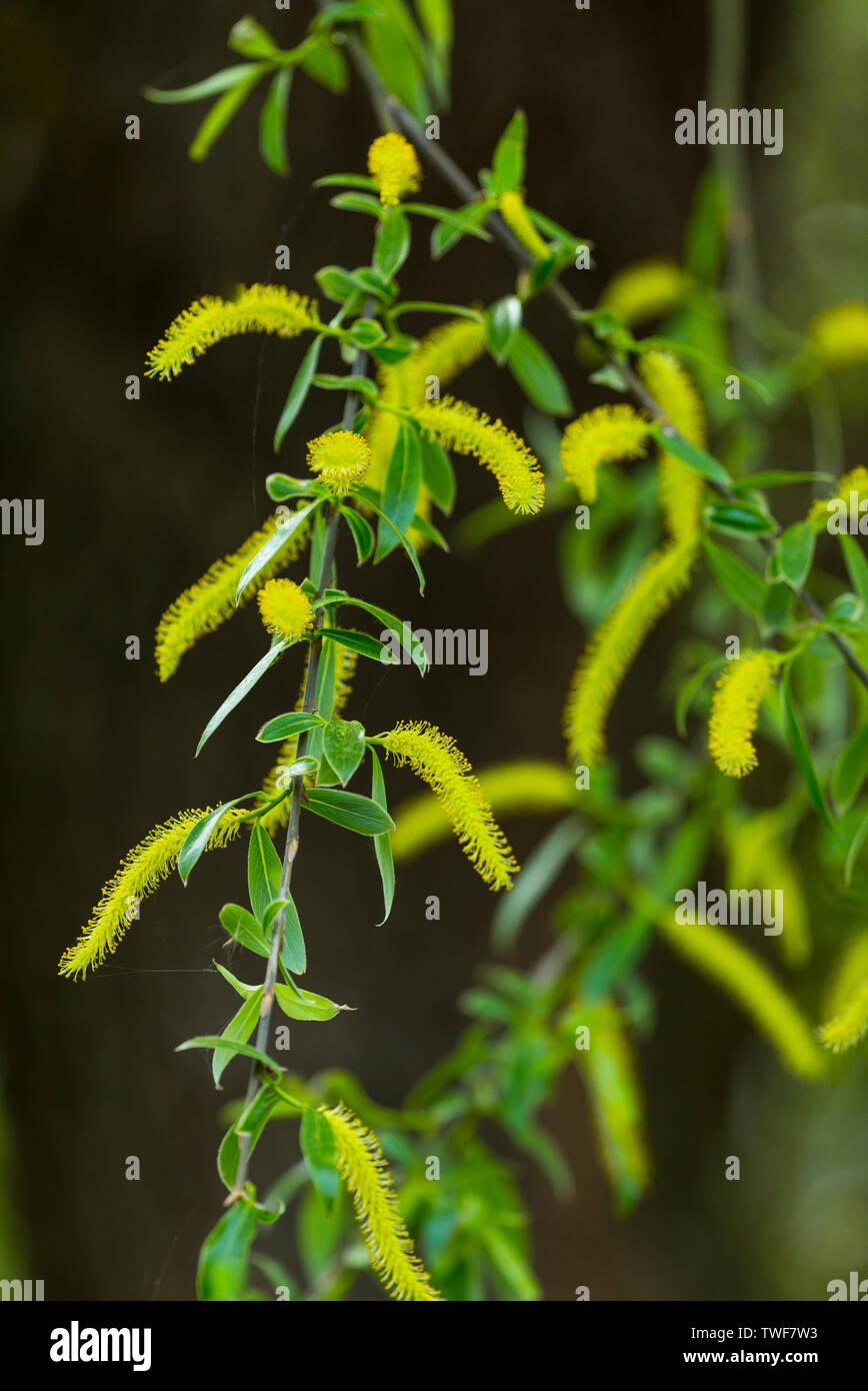 Sauce salix sp hi-res stock photography and images - Alamy