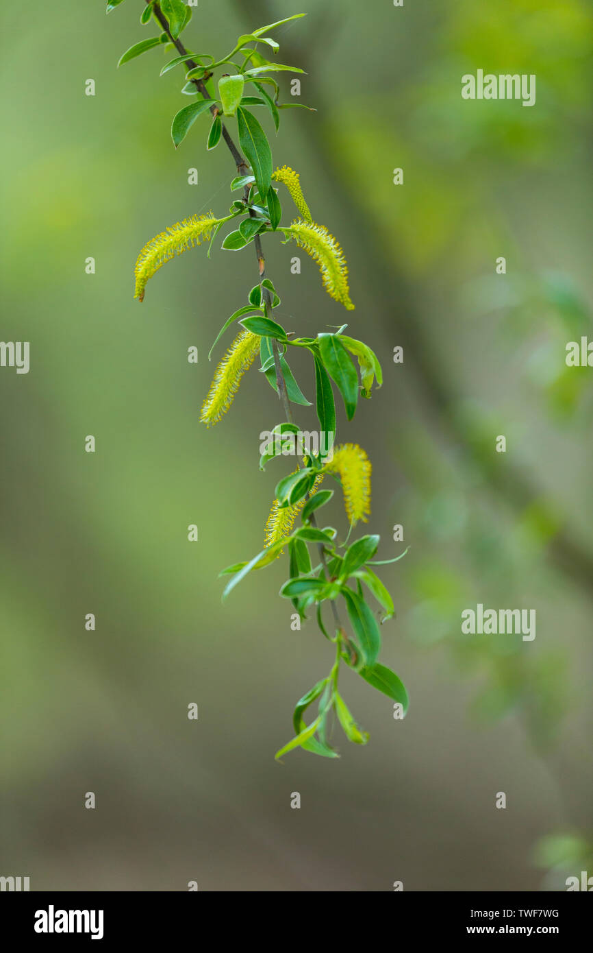 Salix sauce hi-res stock photography and images - Alamy